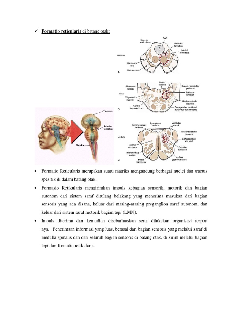 Formatio Reticularis Di Batang Otak | PDF