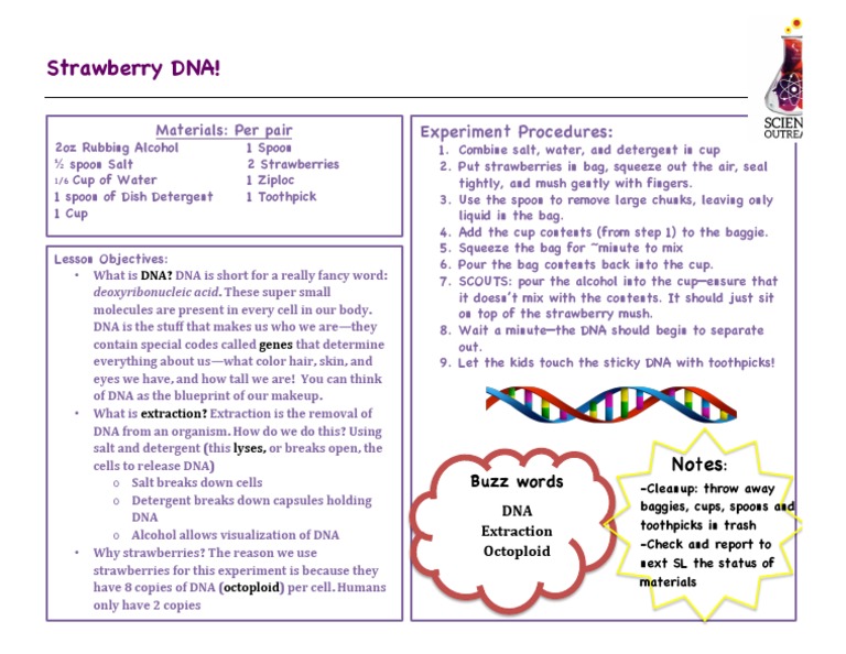 Experiment Guide - Strawberry DNA | PDF | Dna | Organisms