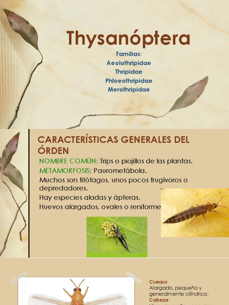 Thysanóptera | PDF | Naturaleza