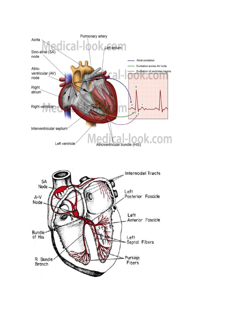 Conduction System of The Heart | PDF | Heart | Atrium (Heart)