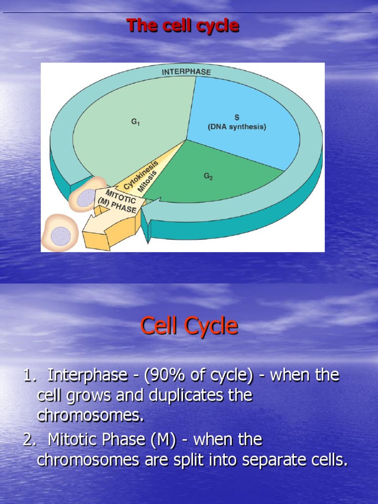 Siklus Sel | PDF | Cell Cycle | Mitosis