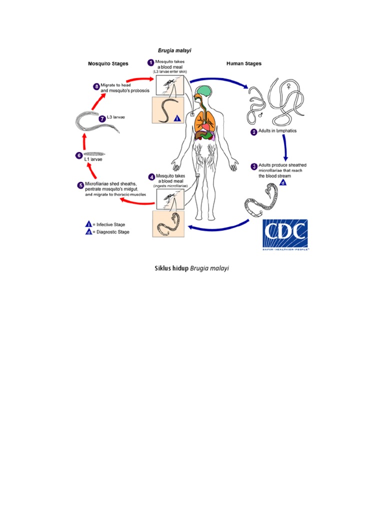 Siklus Hidup Brugia Malayi | PDF