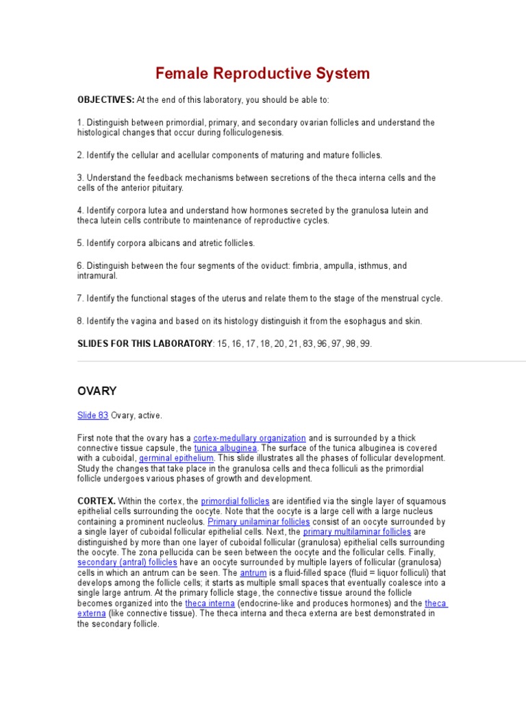 Female Reproductive System | PDF | Ovary | Epithelium