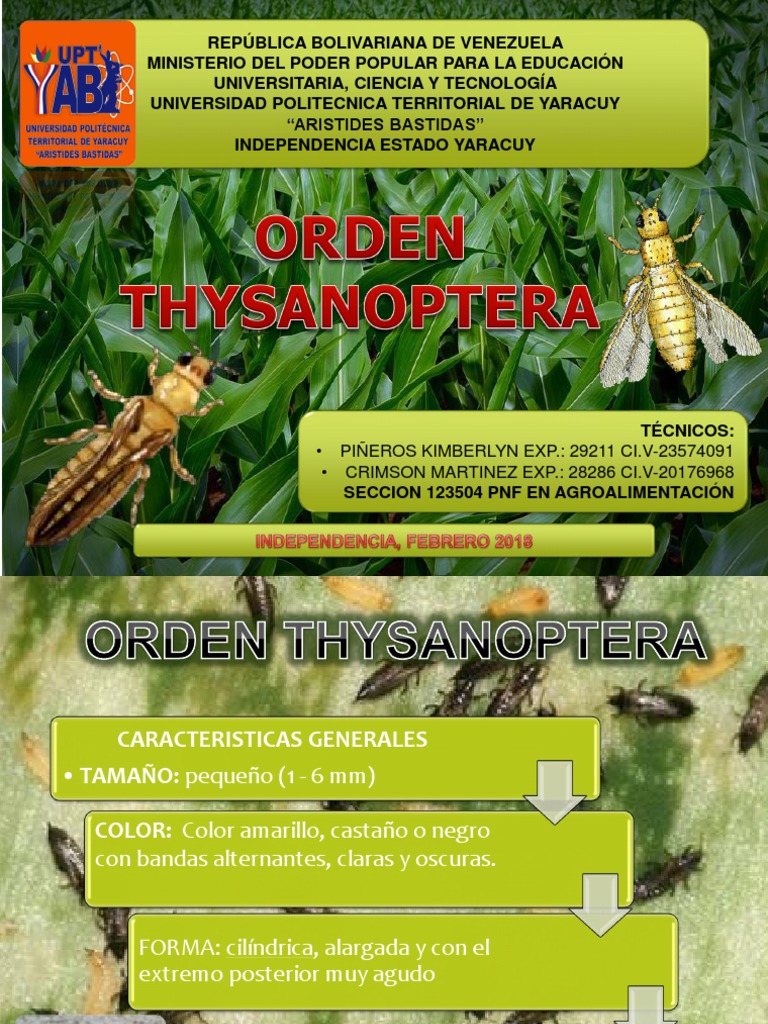 Insectos Orden Thysanoptera y Neuroptera | PDF | Hexapoda | Insectos