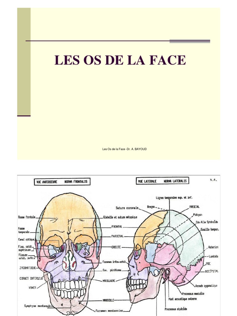 Anatomie des Os de la Face | PDF | Anatomie humaine | Anatomie des primates
