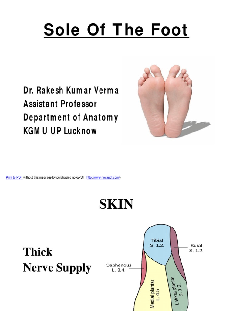 Foot Sole Anatomy and Nerve Supply | PDF | Foot | Lower Limb Anatomy