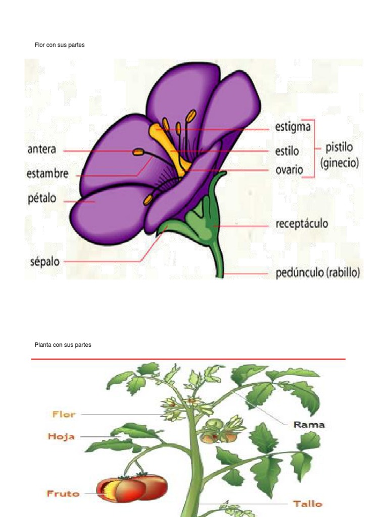 Flor Con Sus Partes