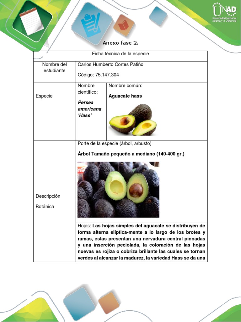 Anexo Fase 2 Ficha Tecnica de La Especie (Aguacate Hass) | PDF | Aguacate | Flores