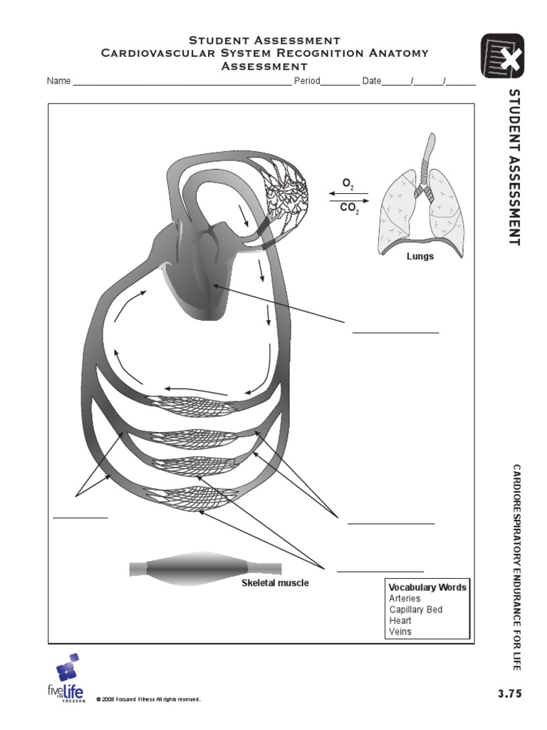 Circulatory System | PDF