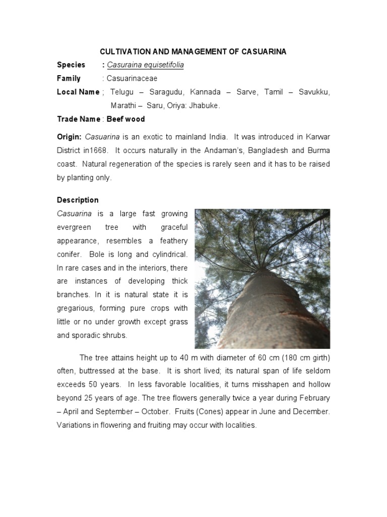 Casuarina | PDF | Plant Nursery | Seed