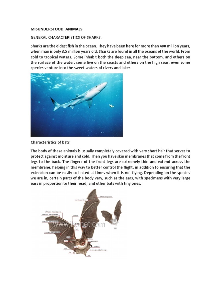 Misunderstood Animals | PDF | Spider | Organisms