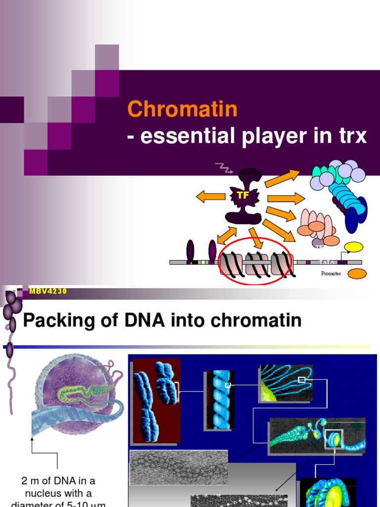 Chromatin Structure Modifications in Eukaryotes | PDF | Histone | Chromatin