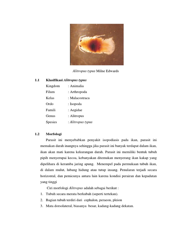 Makalah Alitropus Typus Dan Chironomus | PDF