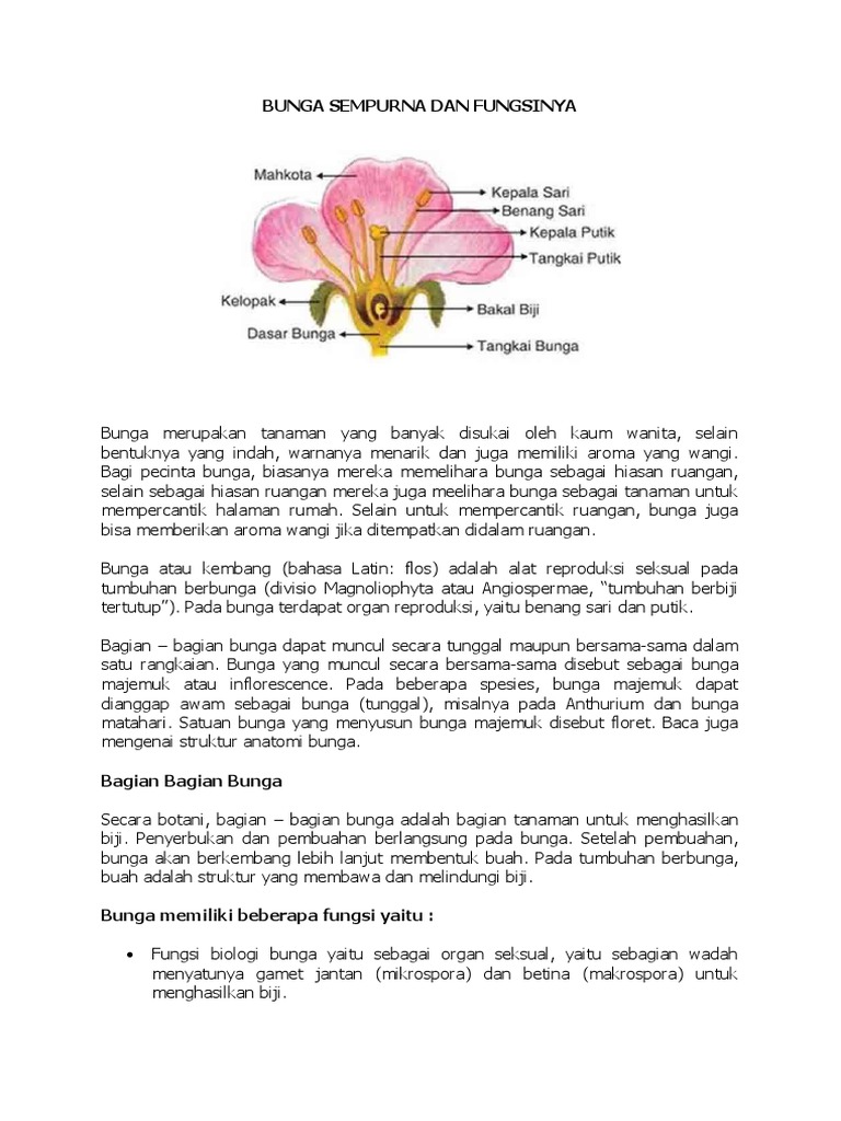 Bunga Sempurna Dan Fungsinya Lengkap | PDF | Griya & Taman | Sains ...