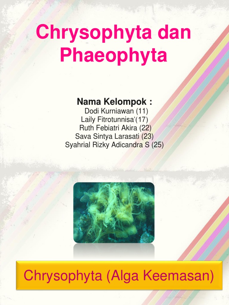 Chrysophyta Dan Phaeophyta | PDF