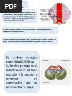 Diferencias entre condroblastos y condrocitos | PDF | Cartílago ...