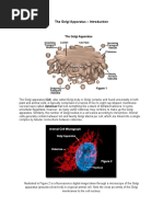 Understanding Dictyosomes and Golgi Apparatus | PDF | Endoplasmic ...