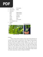 Bayam Duri (Amaranthus Spinosus L.) | PDF