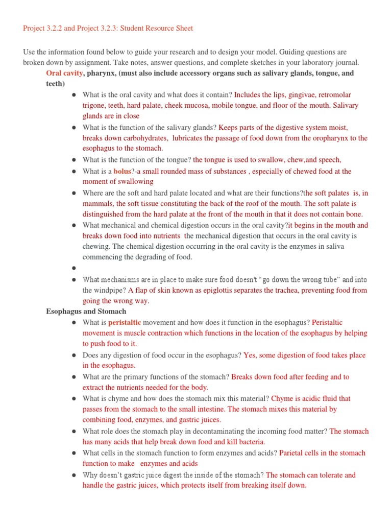 Digestive System Design Study Guide | PDF | Digestion | Stomach