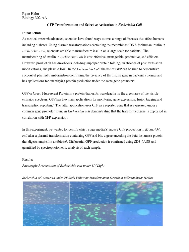 GFP Final | PDF | Green Fluorescent Protein | Transformation (Genetics)