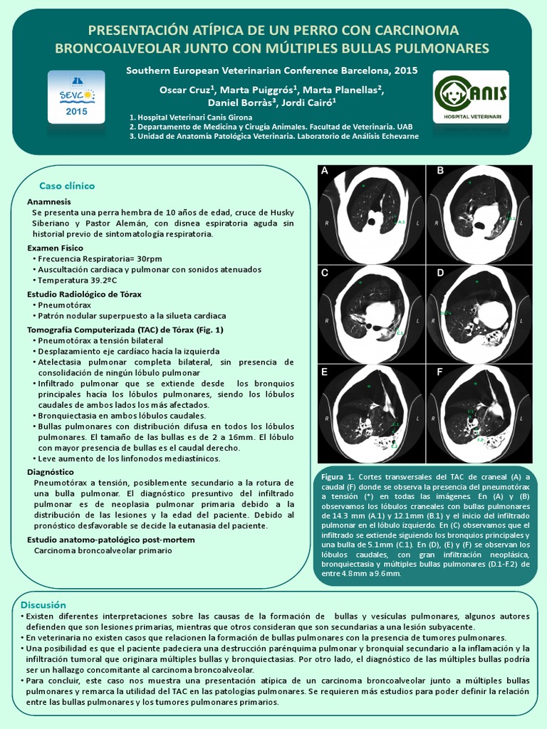 Poster AVEPA 2015 Bullas Pulmonares | PDF | Pulmón | Ct Scan