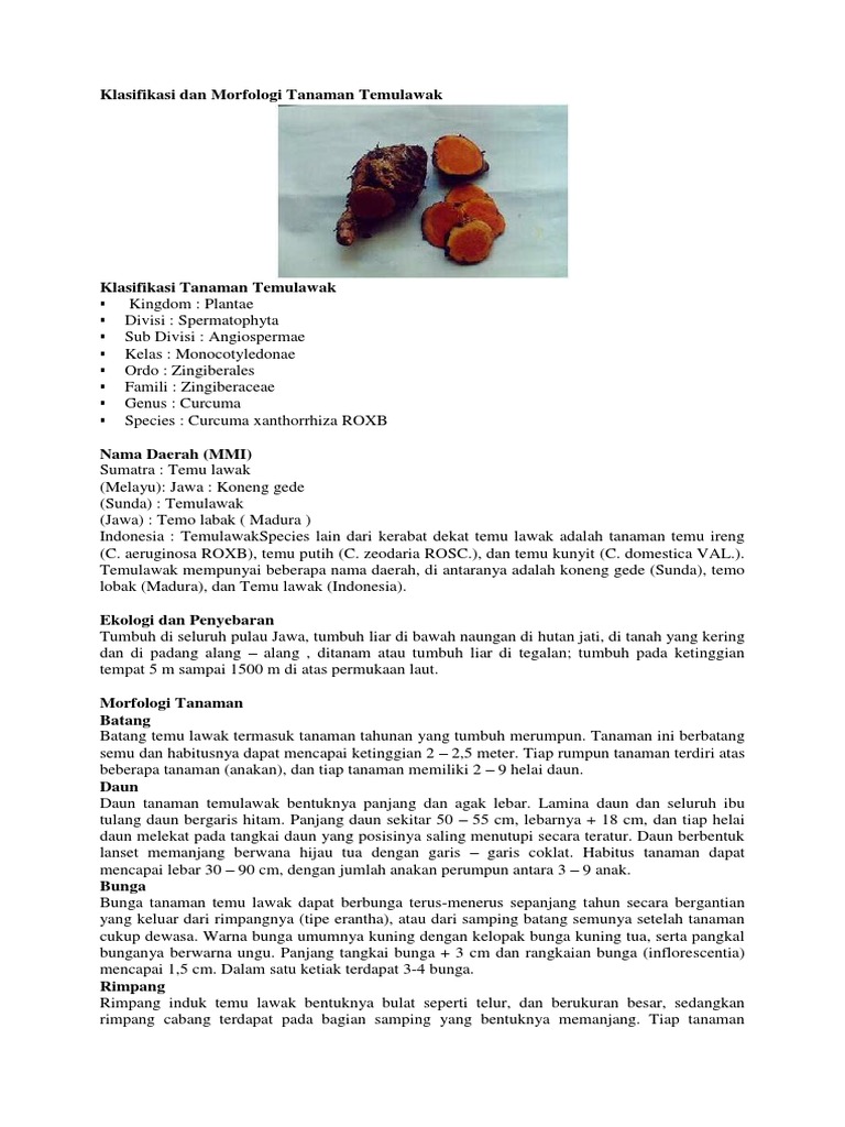 Klasifikasi Dan Morfologi Tanaman Temulawak | PDF