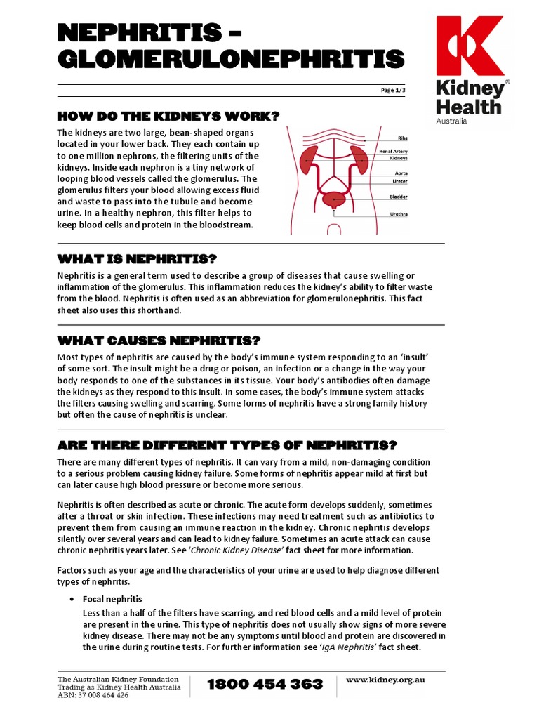 Nephritis Fact Sheet | PDF | Edema | Kidney