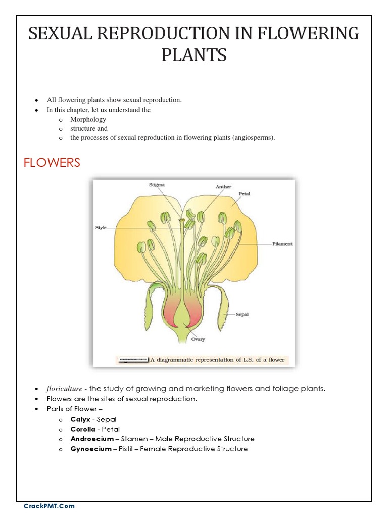 Sexual Reproduction in Flowering Plants | PDF | Flowers | Biological ...