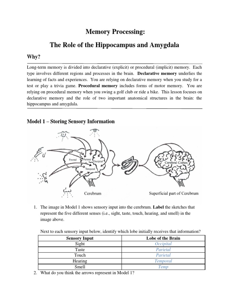 Amygdala and Hippocampus | PDF | Memory | Amygdala