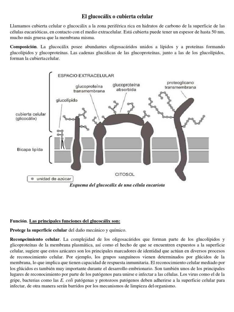 El Glucocálix o Cubierta Celular | PDF | Biología Celular) | Infección
