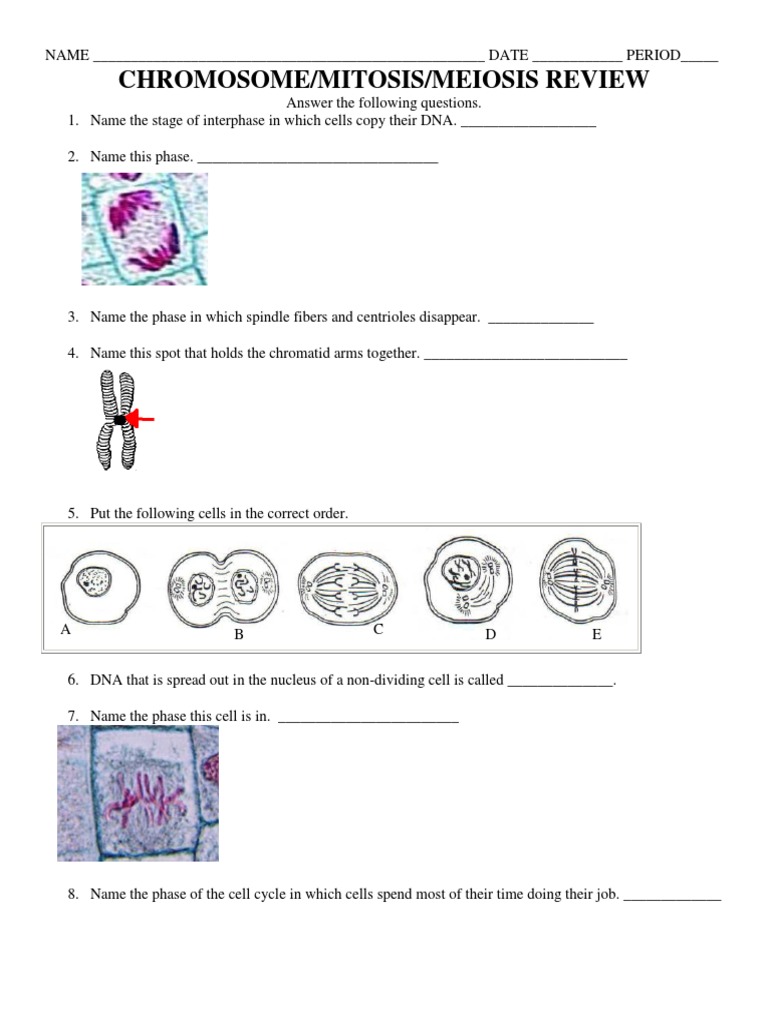 Chromosome Mitosis Meiosis Review Worksheet | PDF | Mitosis | Meiosis