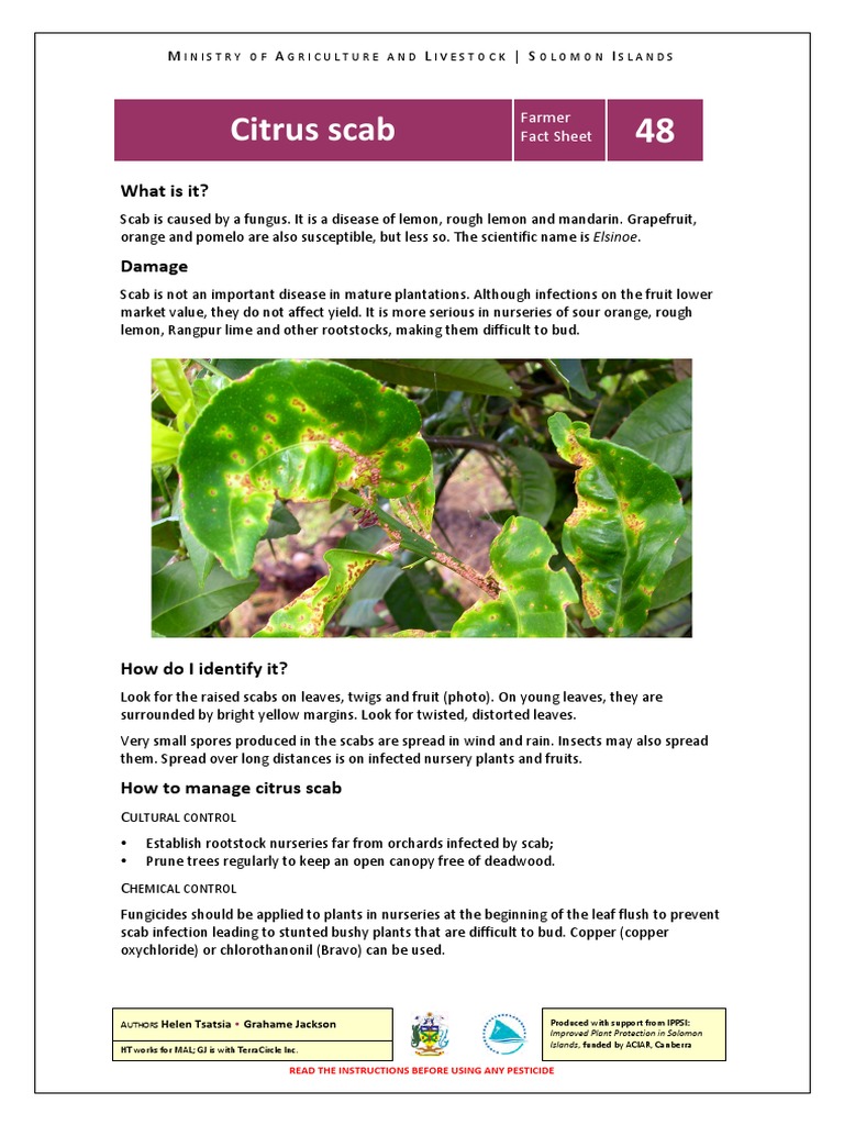 Citrus Scab | PDF | Orange (Fruit) | Edible Plants