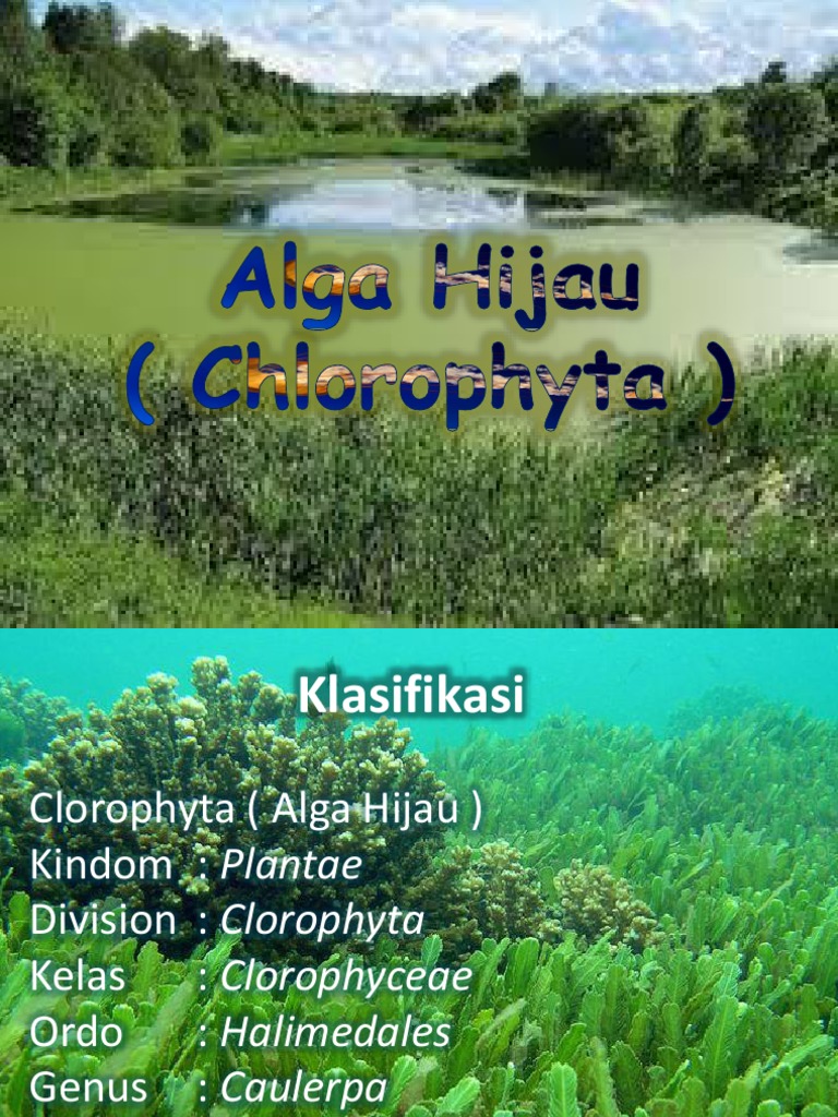 Alga Hijau | PDF