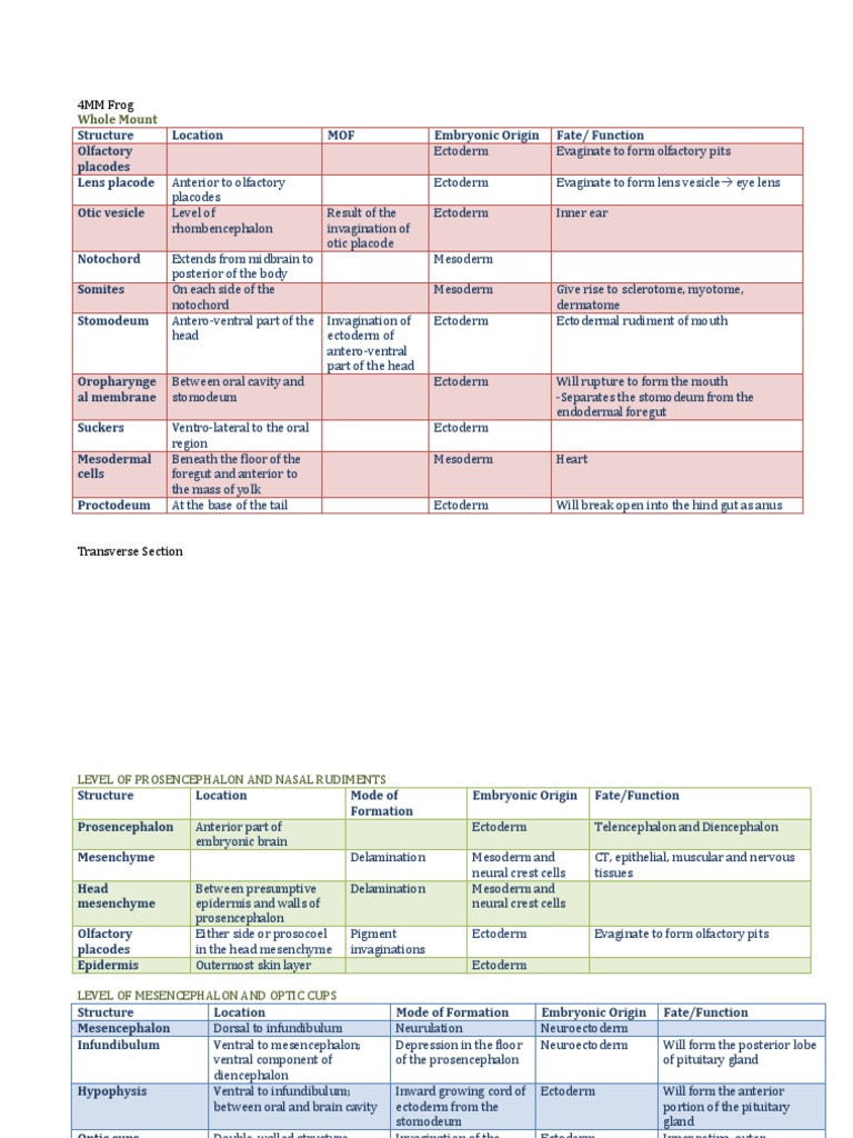 4 MM Frog | PDF | Pituitary Gland | Developmental Biology