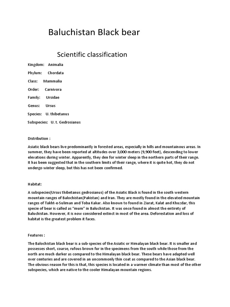 Baluchistan Black Bear: Scientific Classification | PDF | Bears | Organisms