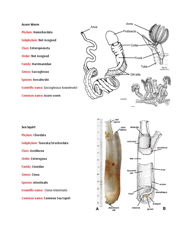 Comparative Vertebrate Anatomy | PDF | Zoology | Organisms