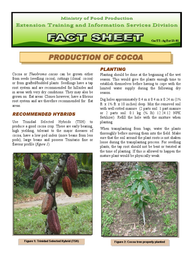 Cocoa Production and Fertilization Guide | PDF | Cocoa Bean | Fertilizer