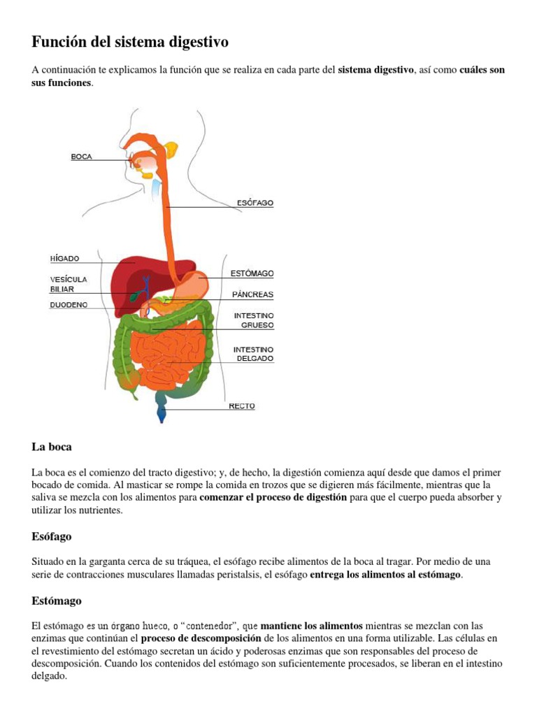 Función Del Sistema Digestivo | PDF | Digestión | Sistema digestivo humano