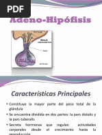 Anatomía de la Cápsula de Glisson | PDF | Tejido adiposo | Riñón