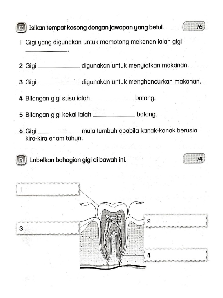 Latihan Gigi Susu Dan Kekal | PDF