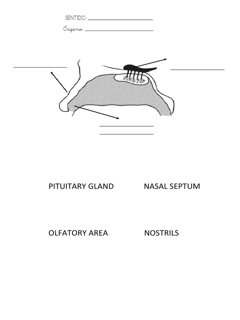 Label The Nose | PDF