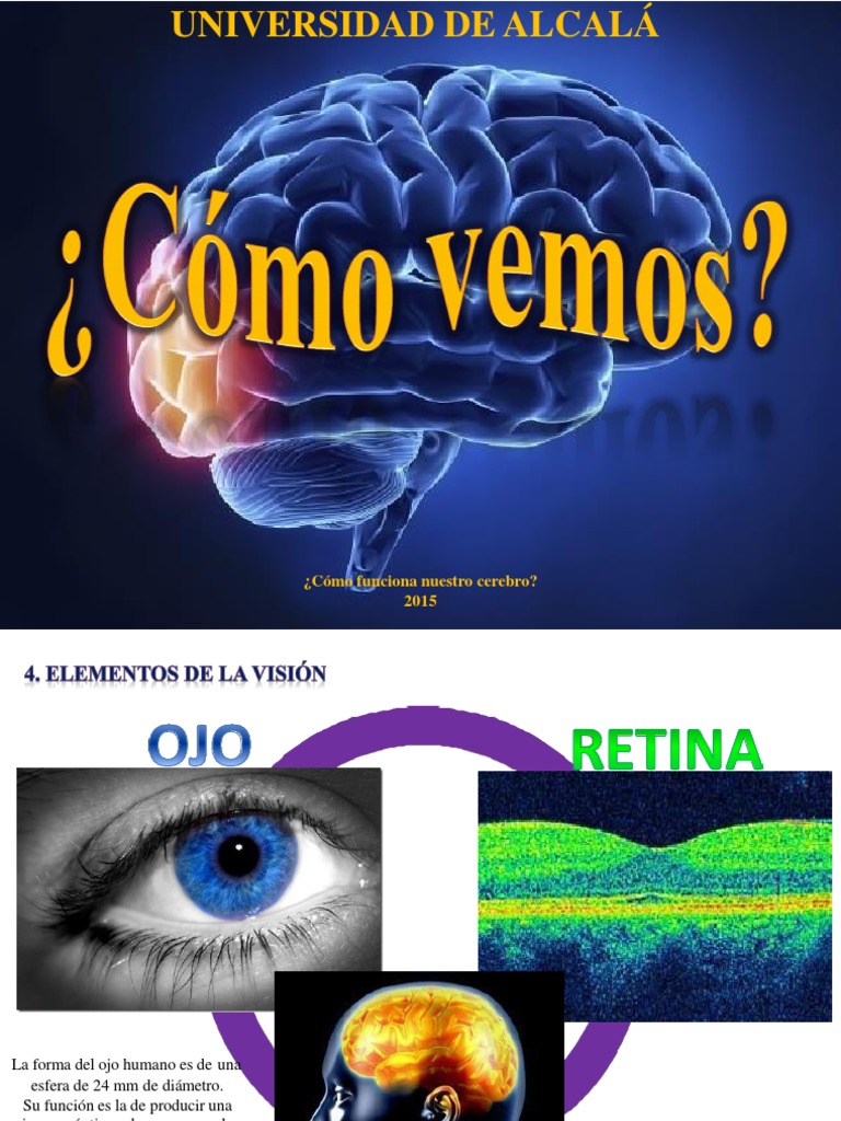 Estructura y Función del Ojo Humano | PDF | Ojo humano | Percepción visual