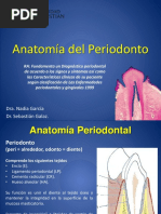 Proceso Alveolar | PDF | Hueso | Anatomía