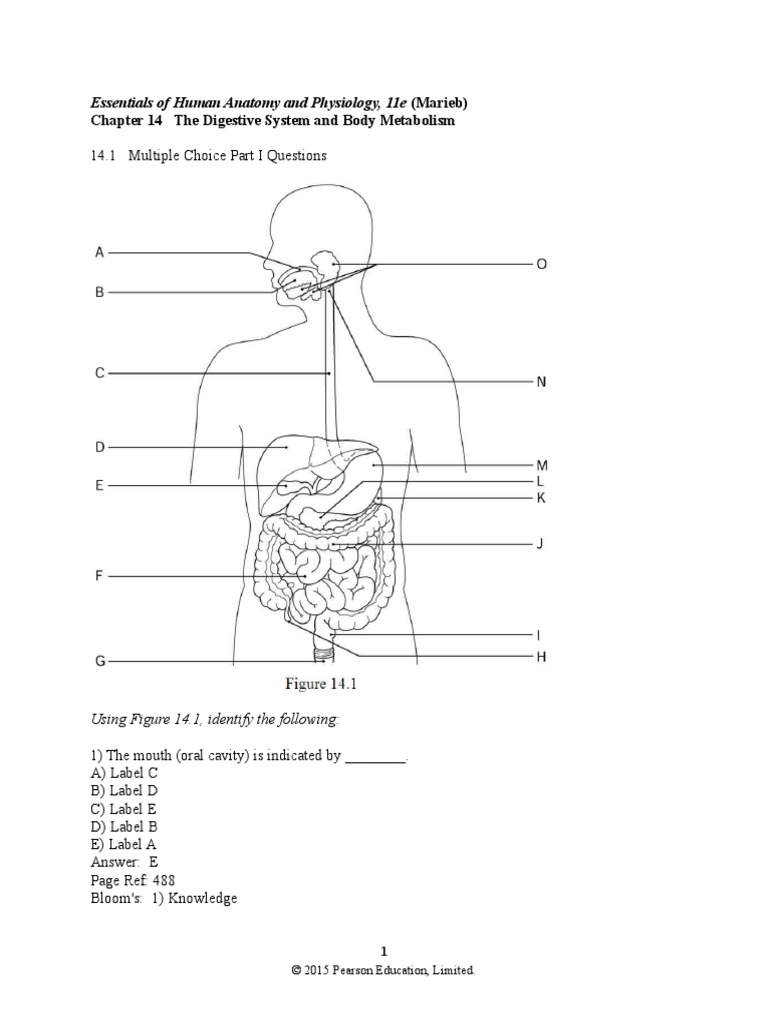 Digest Test Bank | Digestion | Human Digestive System