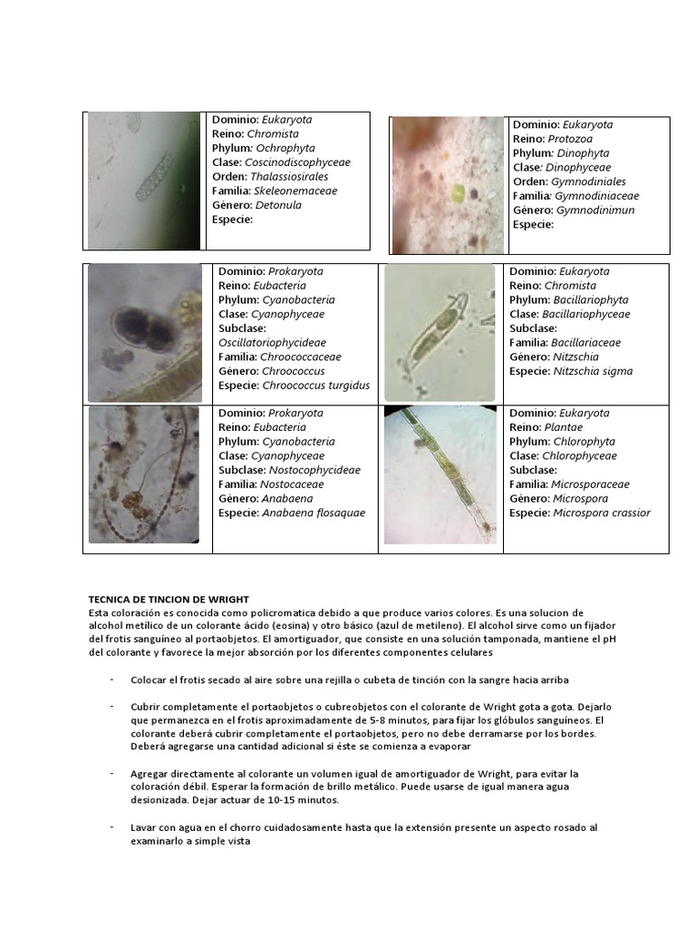 Tecnica de Tincion de Wright | PDF | Tinción | Histología
