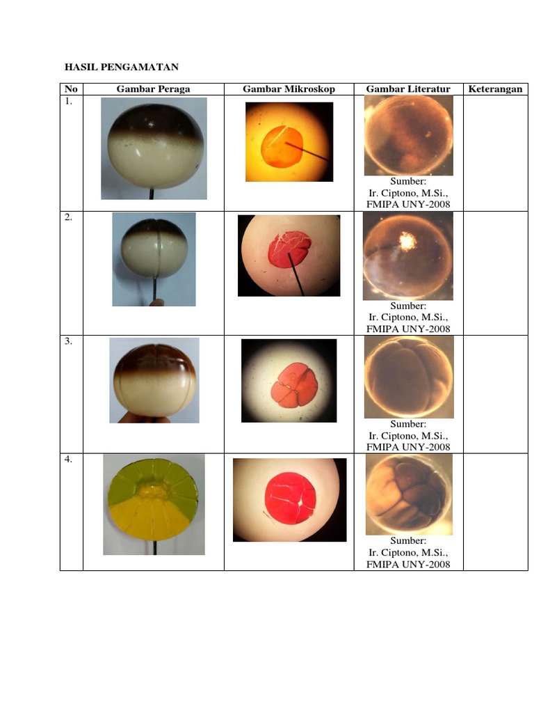 Hasil Pengamatan Embrio Katak | PDF