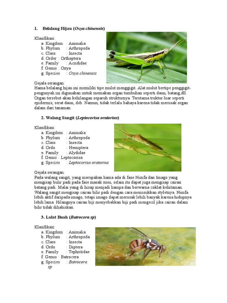 Tugas Praktikum DPT (Hama & Klasifikasi) | PDF