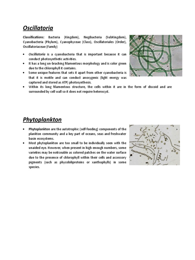 Oscillatoria Cell Structure