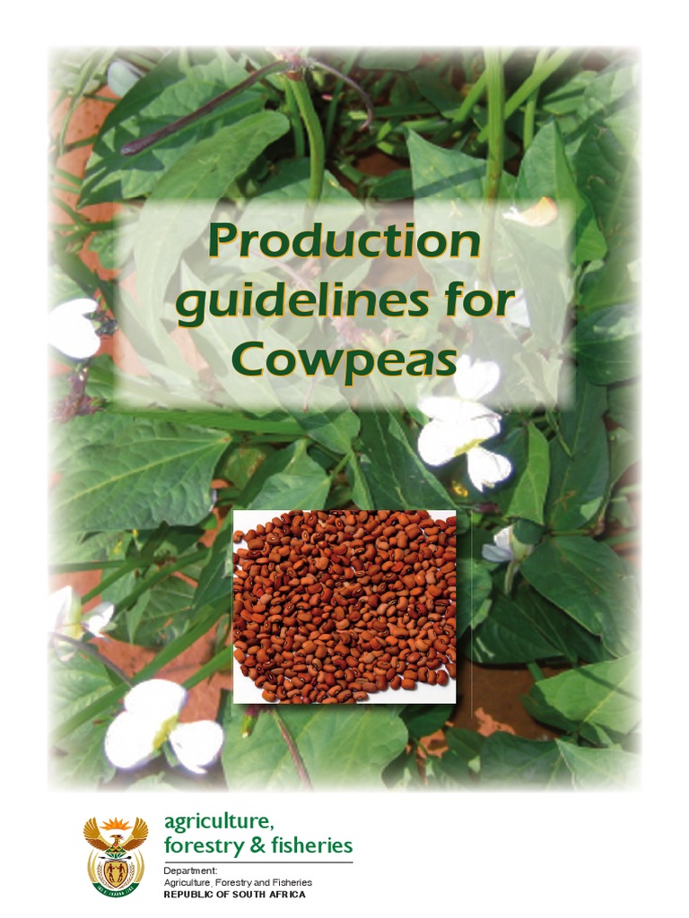 Cowpea - Production Guidelines For Cowpea | PDF | Vegetables | Sowing