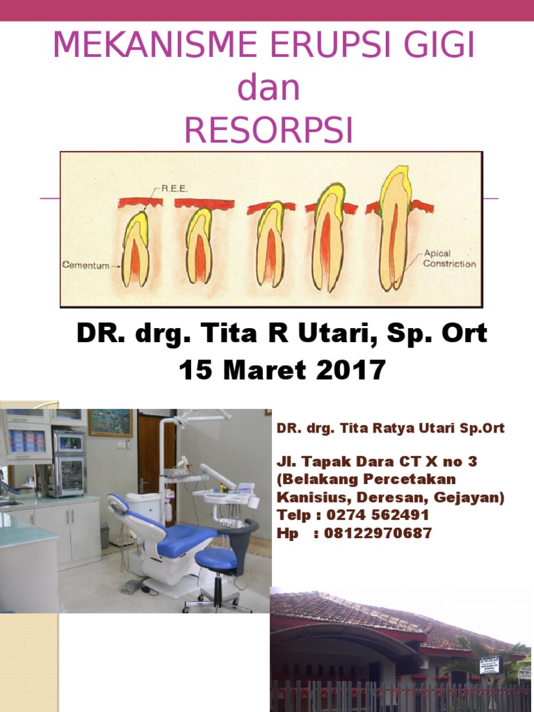 2017 Mekanisme Erupsi Gigi & Resorpsi | PDF